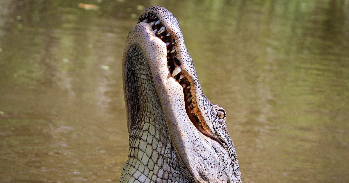 Watch: Alligator Tries to Catch Laser Pointer | 95.7 The Hog